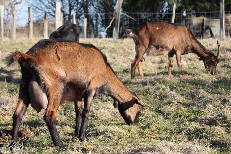 Alpine Goat - Breed Profile - Goat Journal